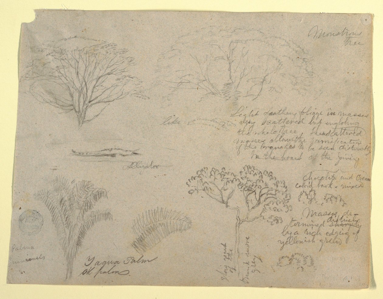 Series of Botanical Studies including an Alligator and a Monstrous Tree ...