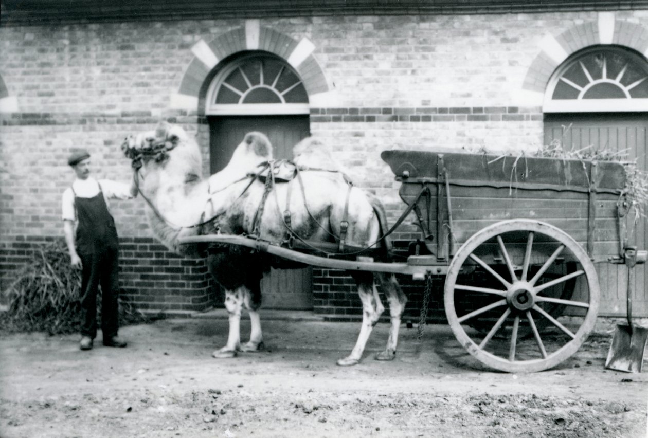 A Bactrian Camel pulling a dung cart at London Zoo