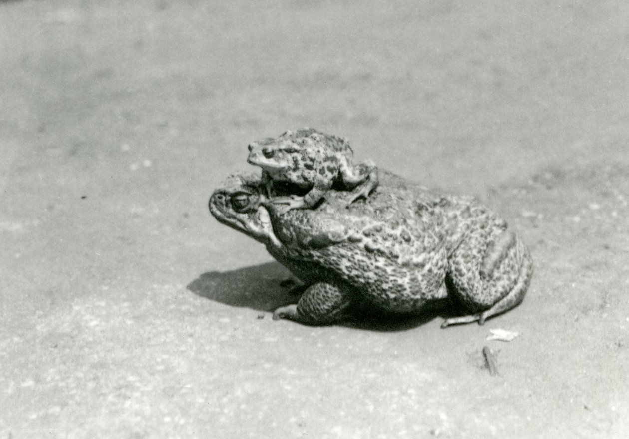 A European Toad Sitting on a Giant Cane Marine Toad, London Zoo, August ...