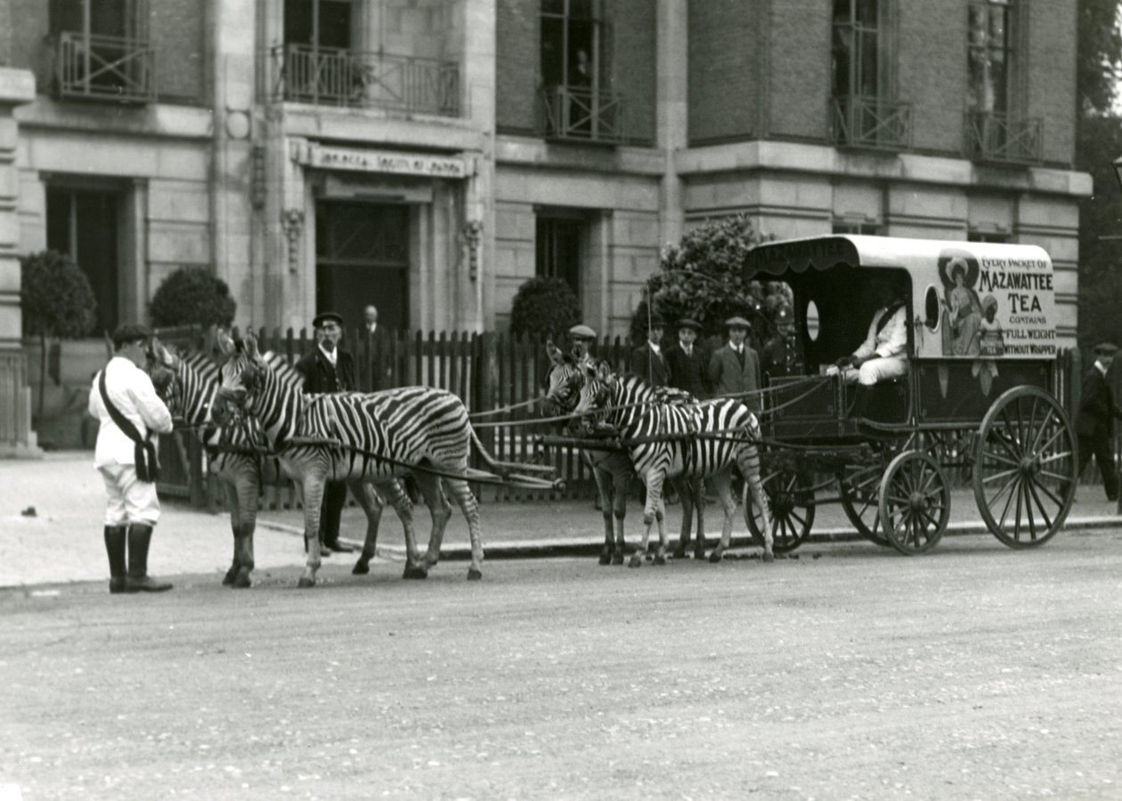 A Mazawattee Tea Cart, drawn by a team of zebras, outside the ...