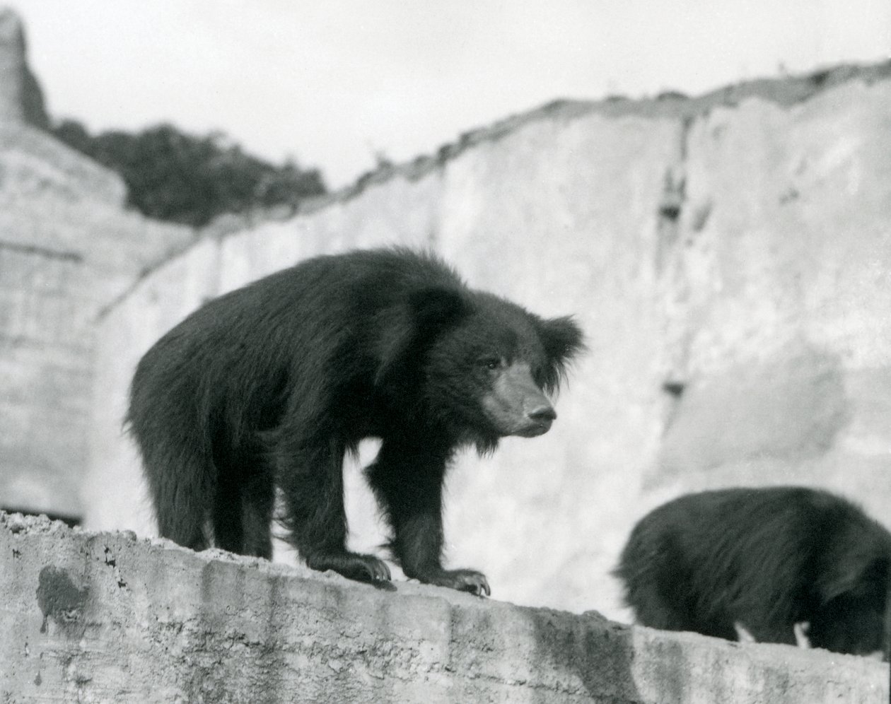 A Sloth Bear Looks Down from Its Enclosure in Front of the Mappin ...