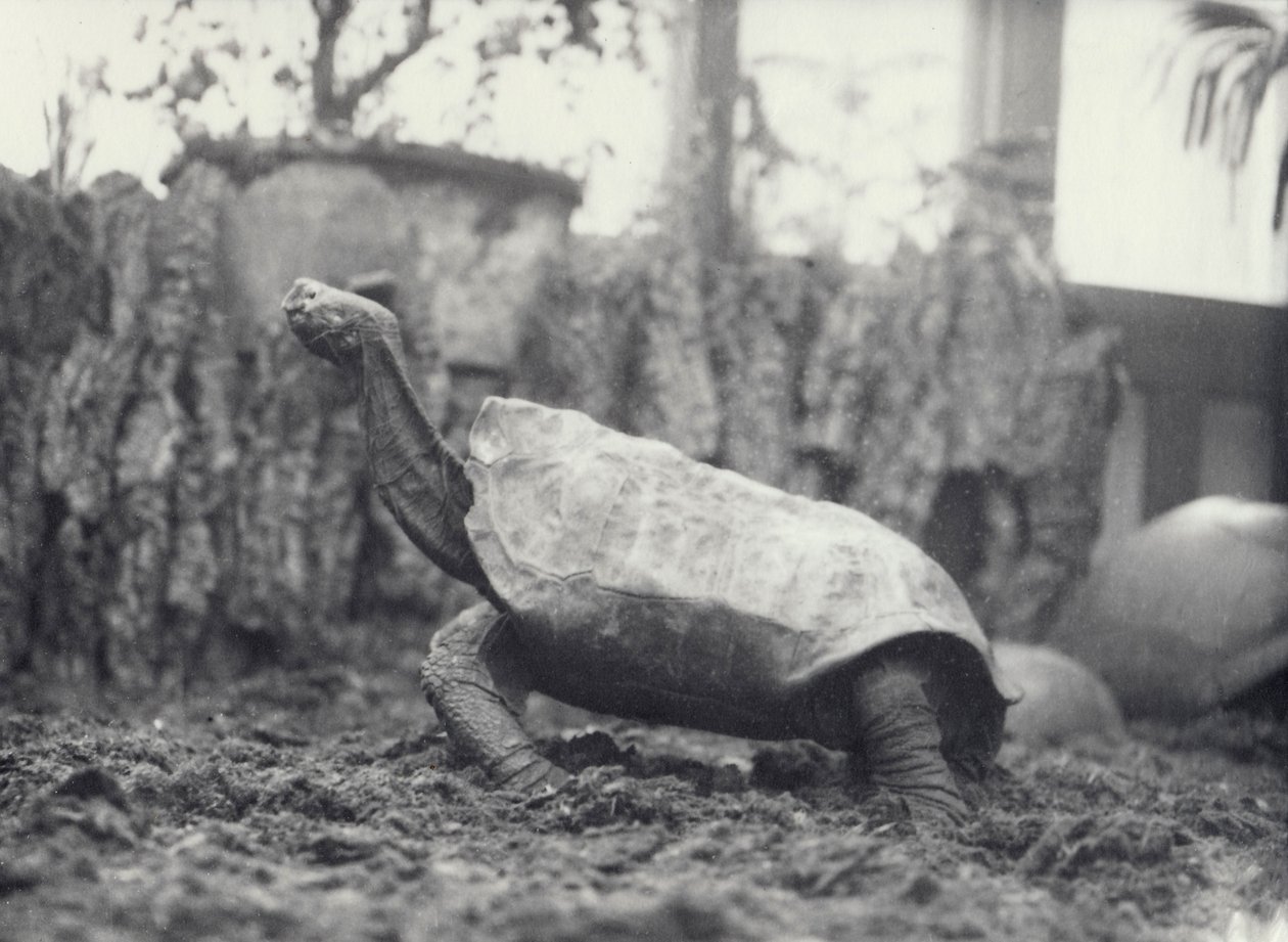 Abingdon Pinta Island Giant Tortoise at London Zoo, March 1914