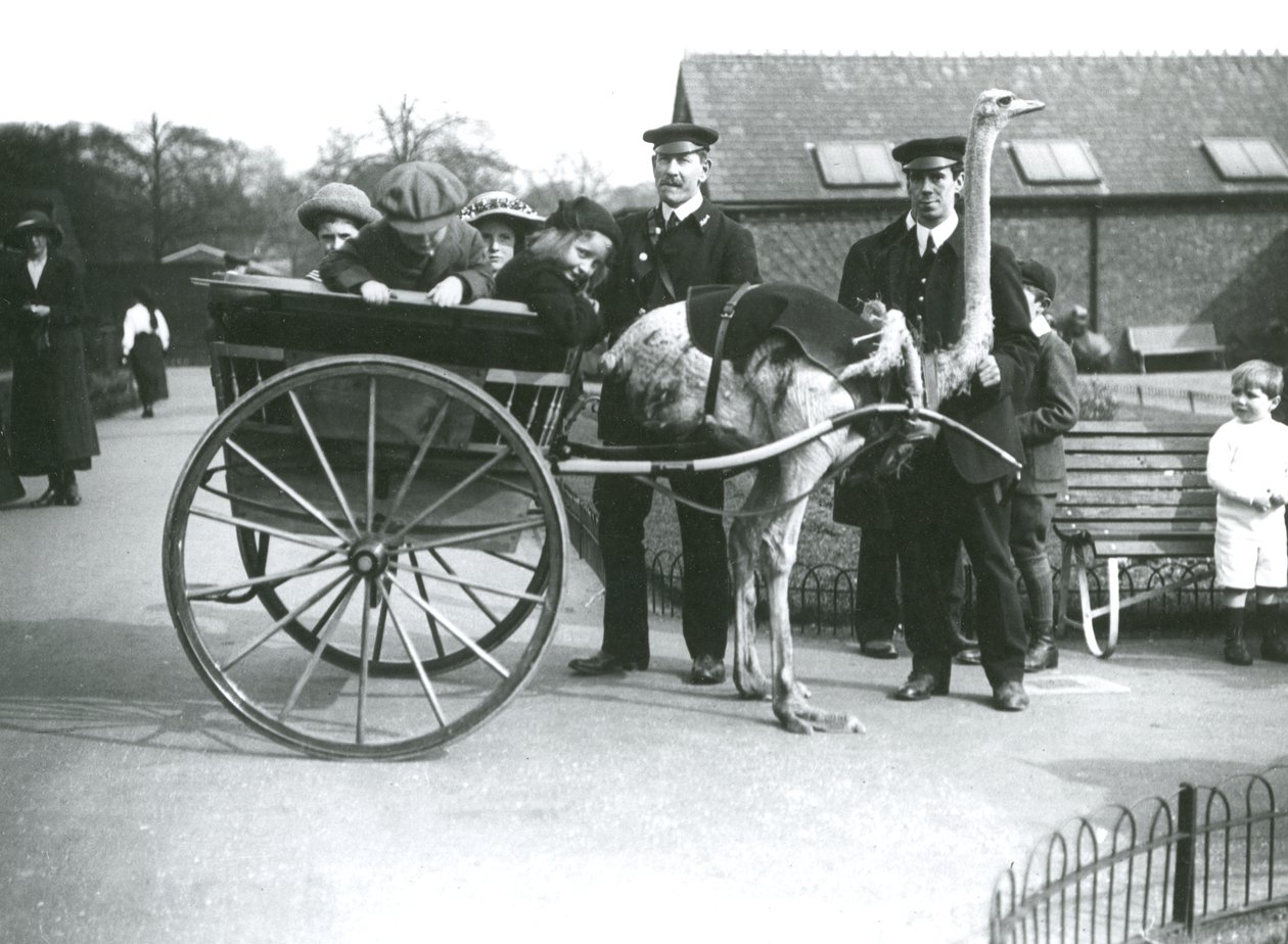 An Ostrich Cart Ride with Children and Keepers George Blore and William ...