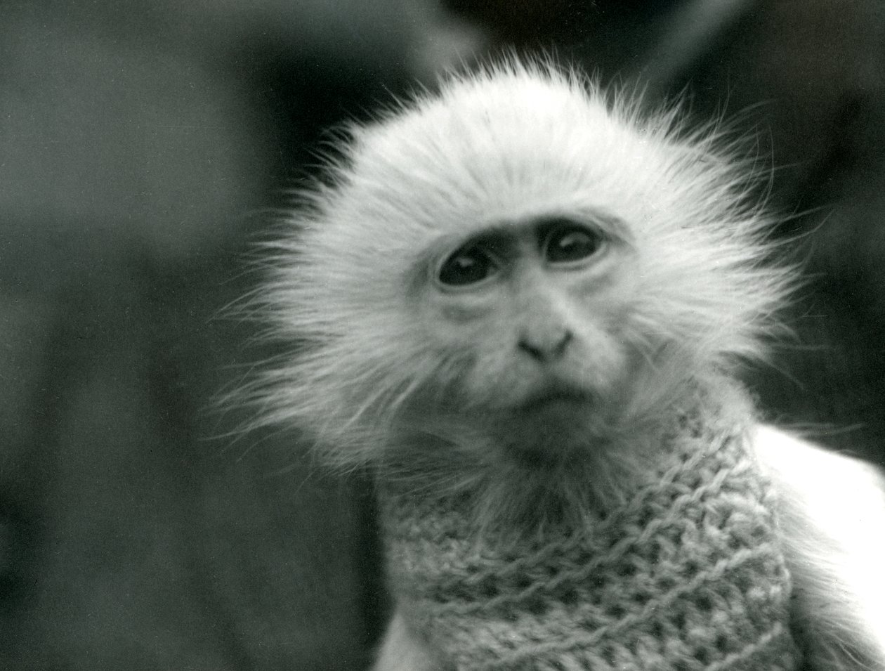 An albino Old World Monkey wearing a sweater at London Zoo in July 1922