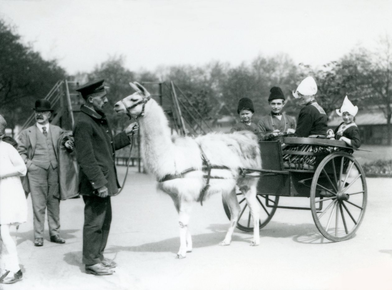 Armenian visitors riding in a llama cart at London Zoo
