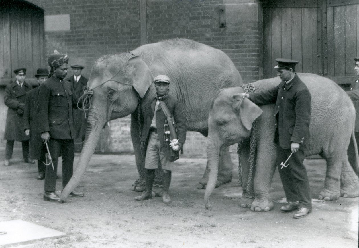 Burmese elephants with keeper, Jack Milbourne, Syed Ali and San Dwe ...