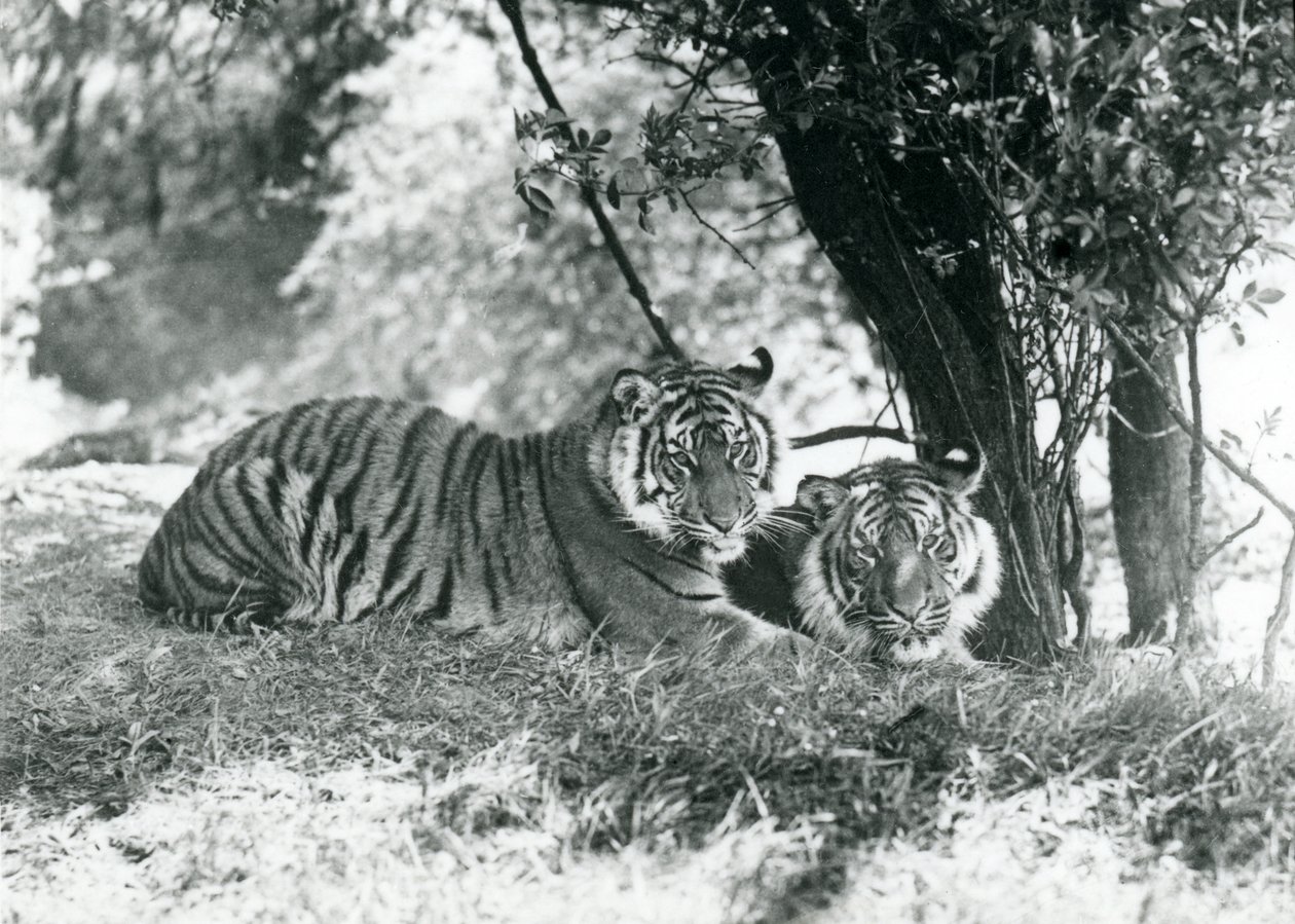 Two Tigers Resting Under a Small Tree in Their New Enclosure at Whipsnade