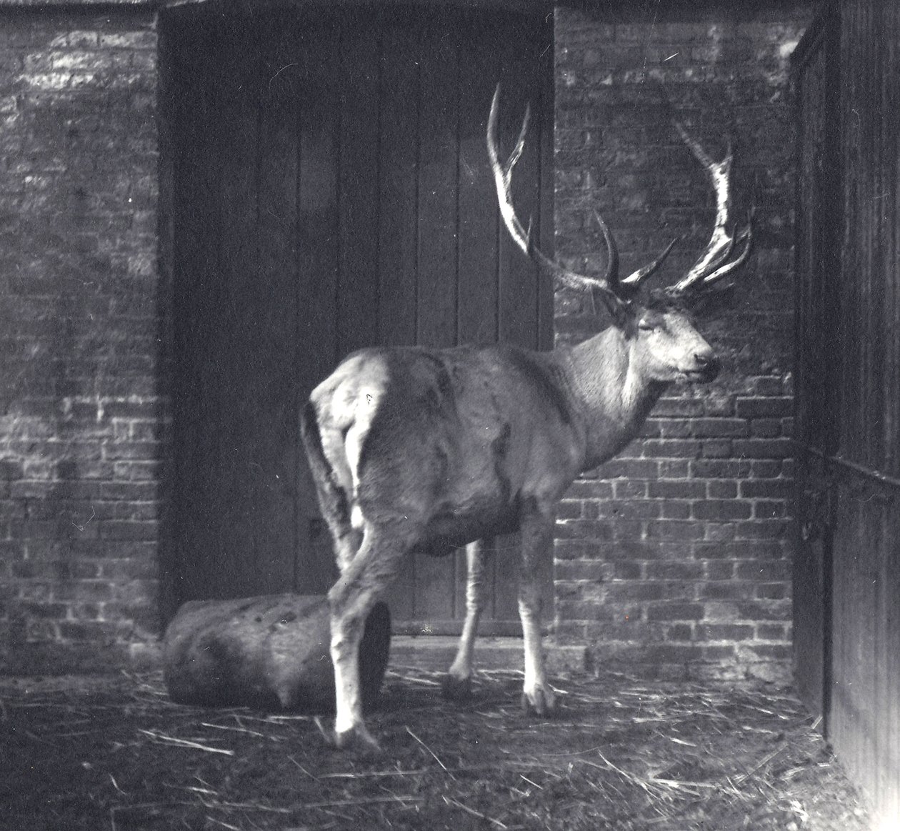 Wallich's Deer, also known as the Shou, Central Asian or Tibetan Red ...