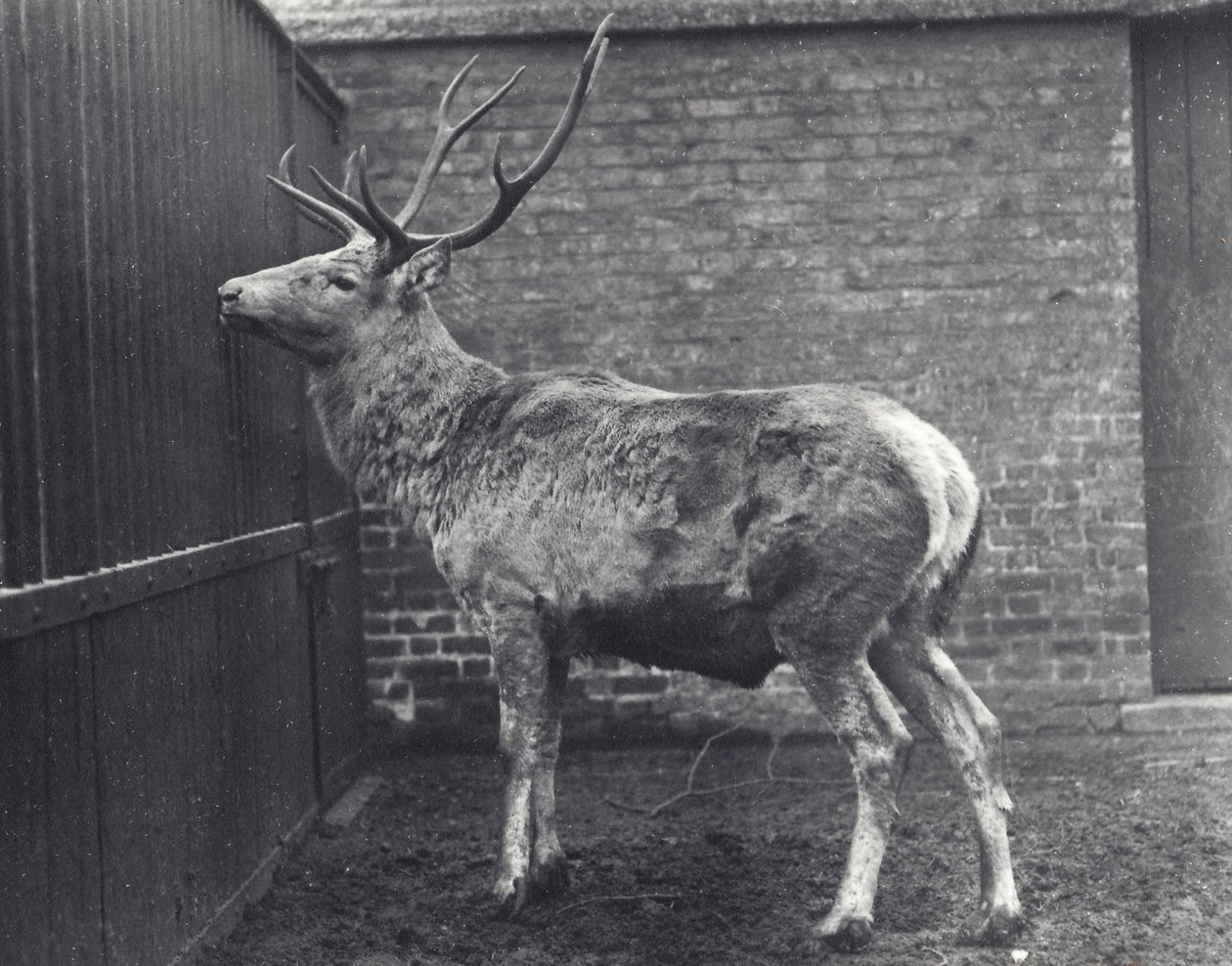 Wallich's Deer, also known as the Shou, Central Asian or Tibetan Red ...