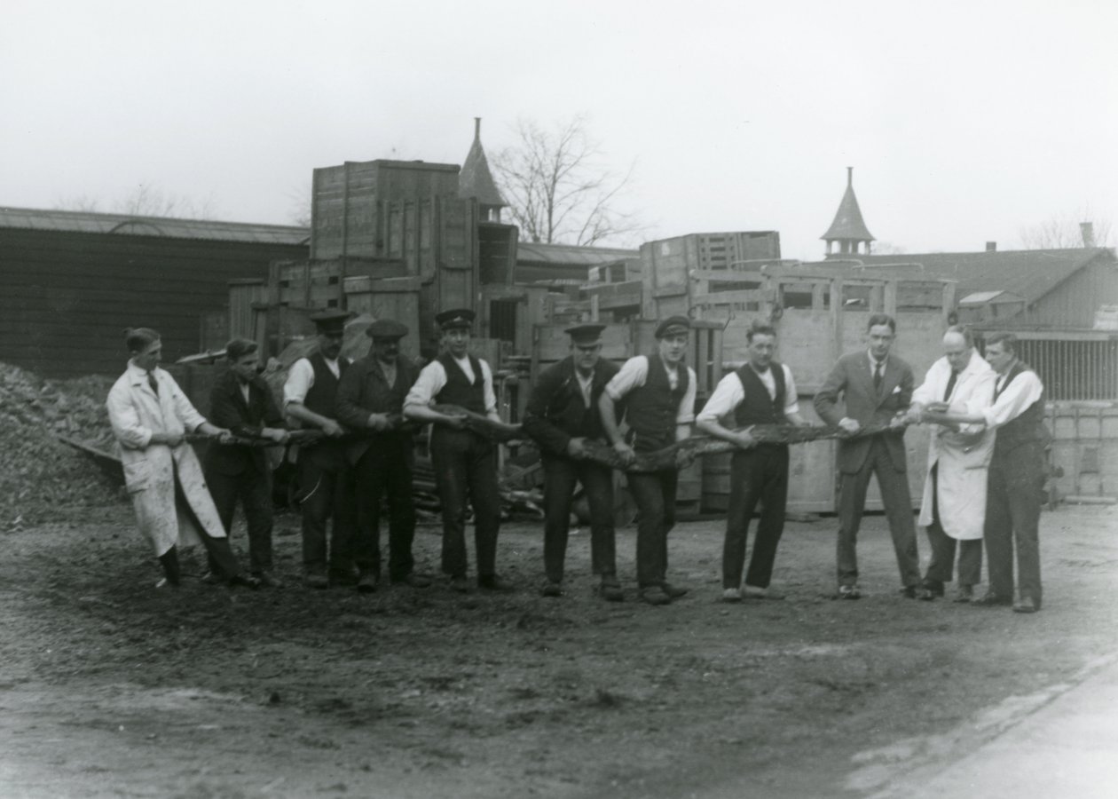 A 20 ft. Long Python Being Carried by Eleven Members of the Zoological ...