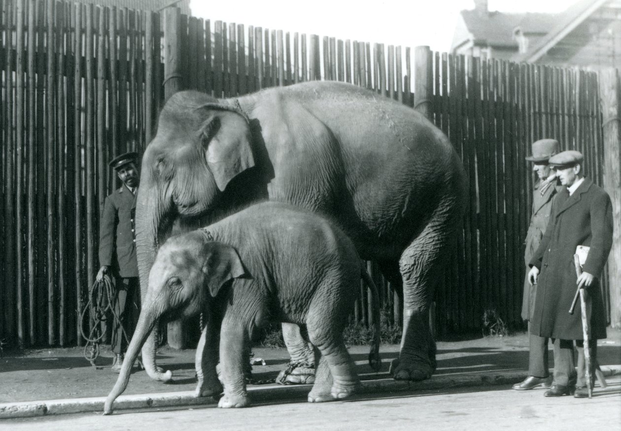A Burmese Elephant and Her Calf Being Taken for a Walk by Their Keeper ...