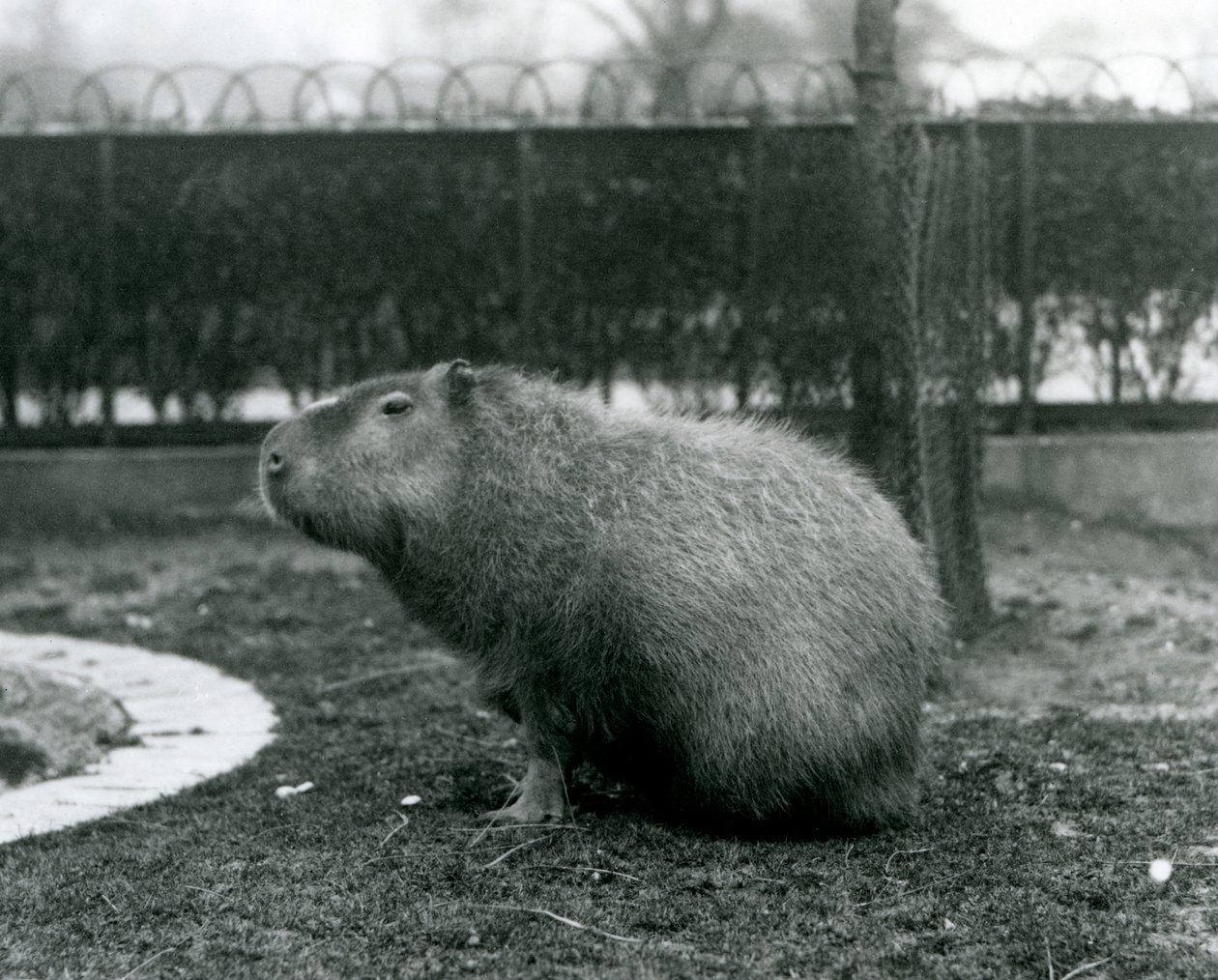 A Capybara Sitting in Its Enclosure at London Zoo (August 1927)