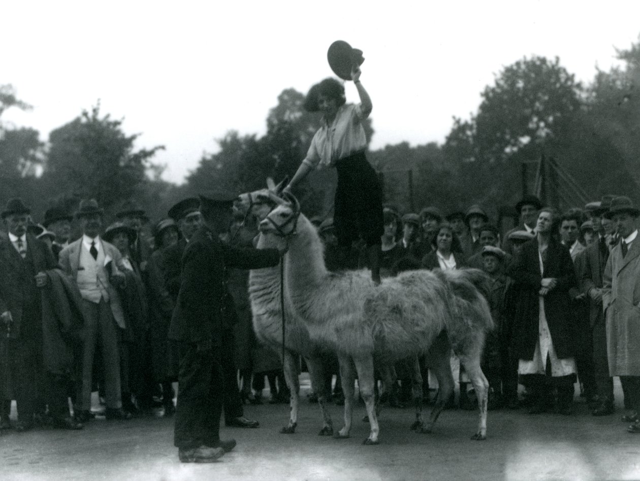 A Cowgirl Stands Astride Two Llamas During a Visit to London Zoo