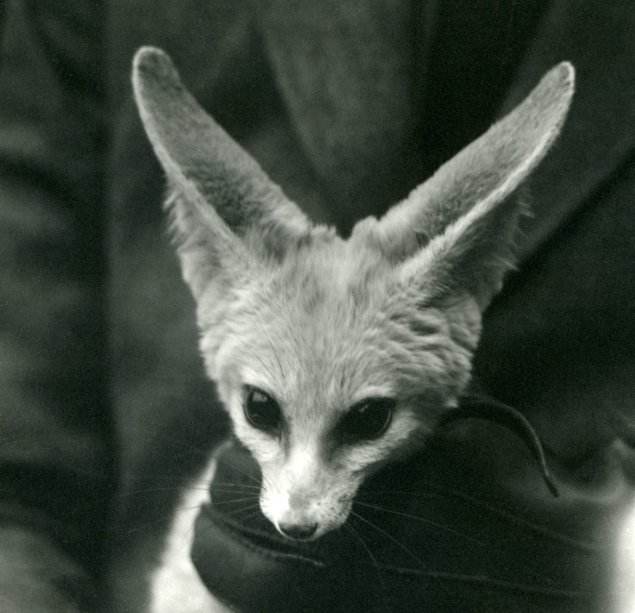 A Fennec Fox Held Around the Neck by a Gloved Keeper, 1924