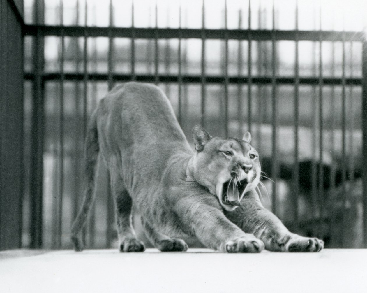 Puma Yawning at London Zoo, June 1925