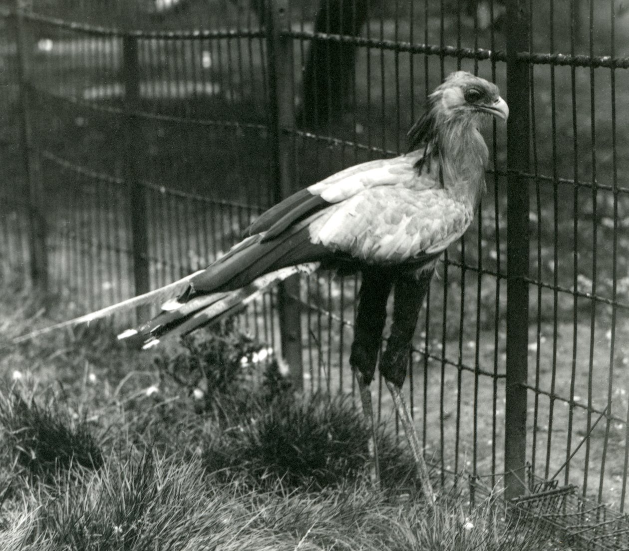 Secretary Bird at London Zoo, September 1923