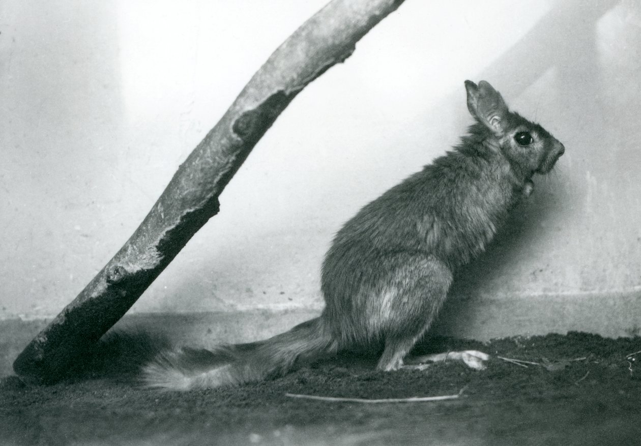 A South African Springhare by Frederick William Bond