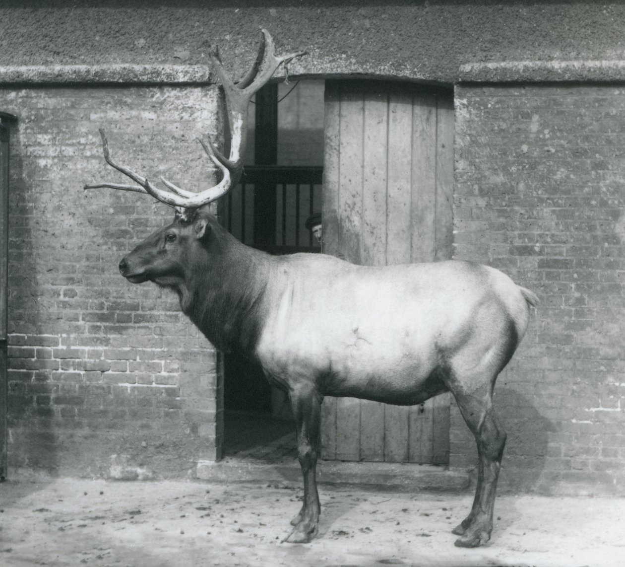 A Wapiti (Elk) Stag Standing in His Enclosure at London Zoo, September 1927