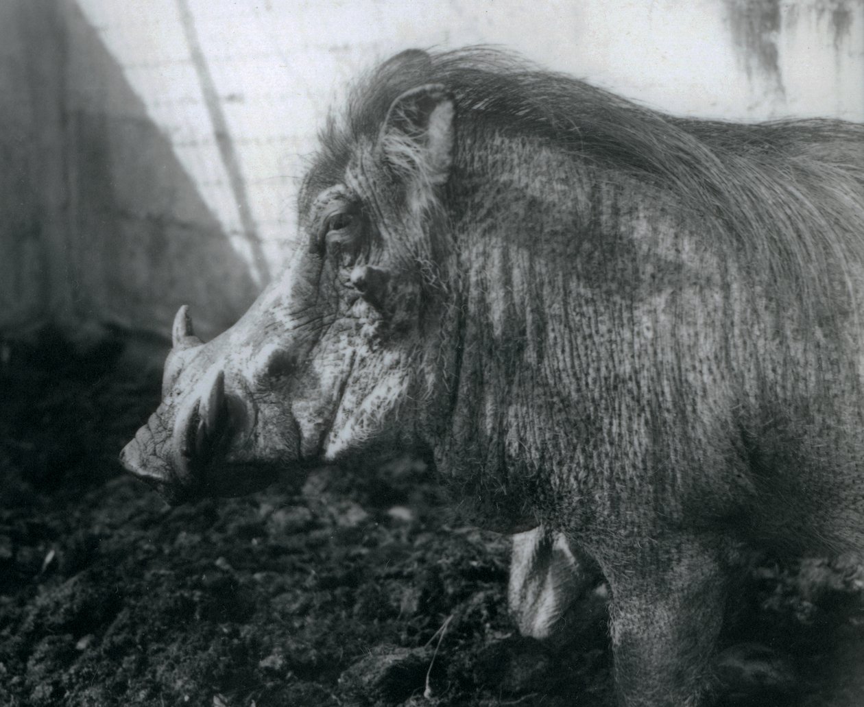 A Warthog Standing in Mud, London Zoo, 1927