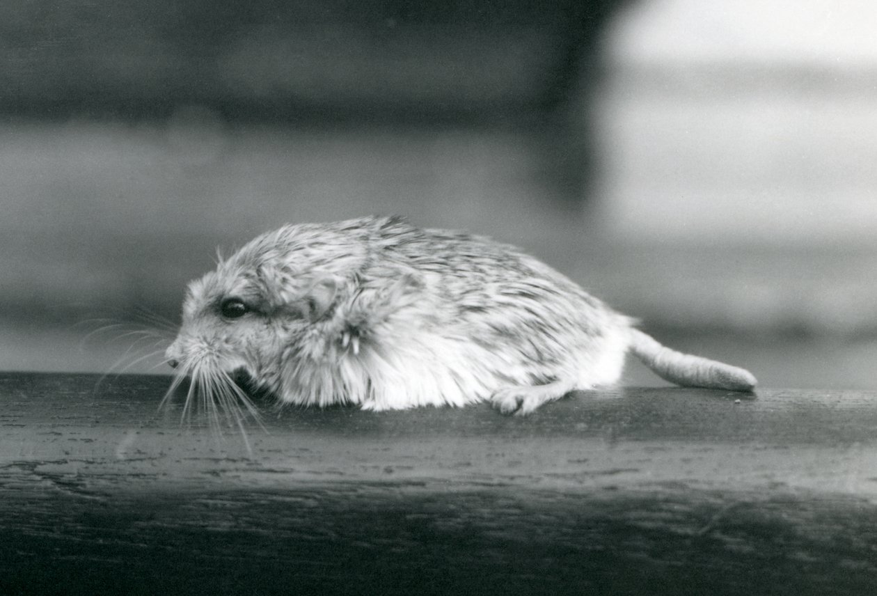 A fat-tailed duprasi gerbil, London Zoo, July 1925