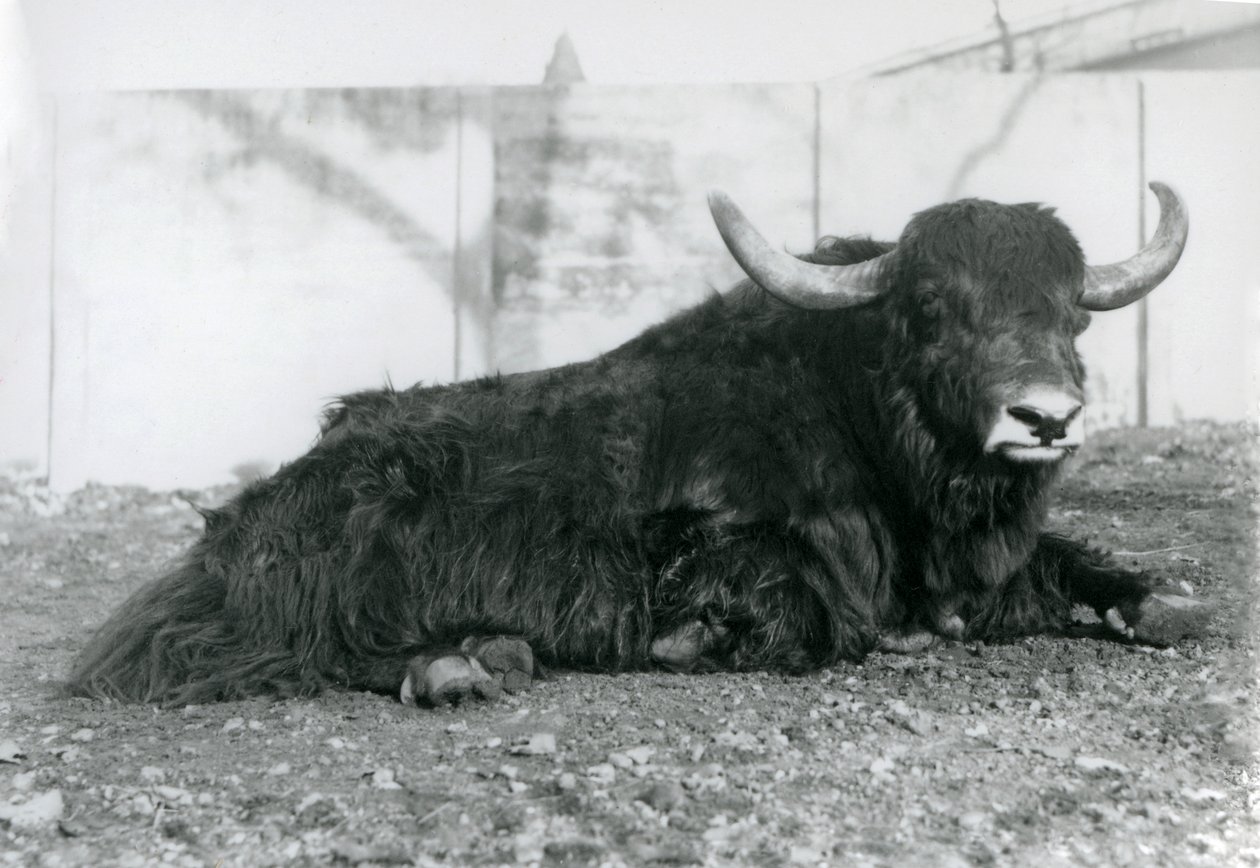A male Yak lying in his enclosure at London Zoo in August 1928