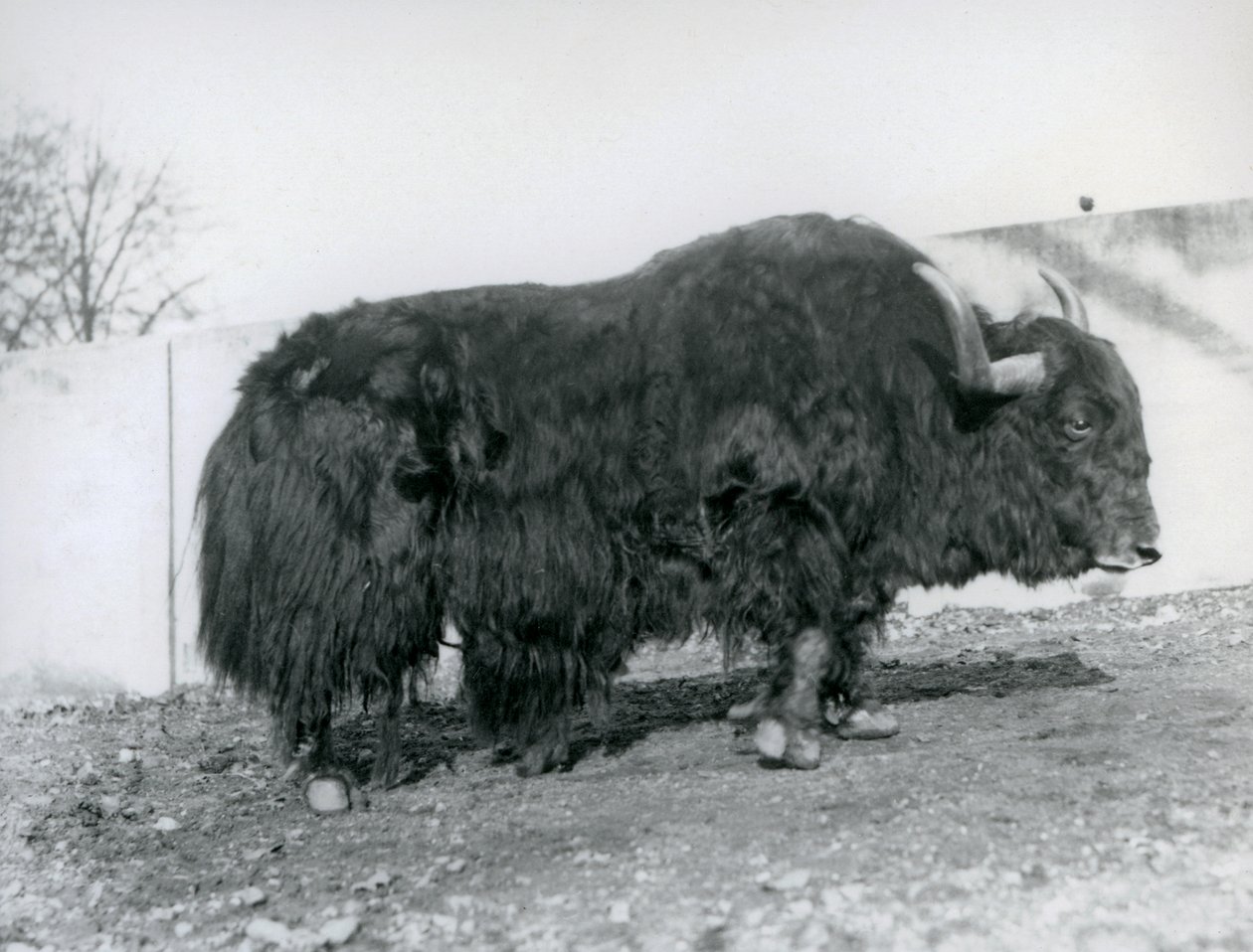 A male yak standing in his paddock at London Zoo in 1928