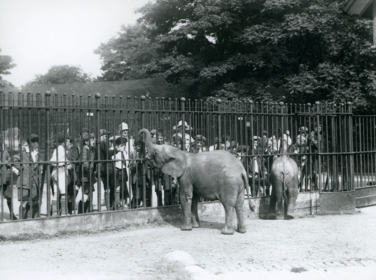 A young African Elephant and Pygmy African Elephant interact with a ...