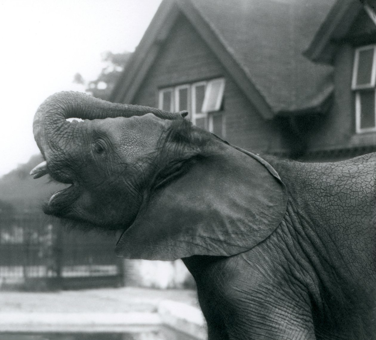 Young African Elephant with Its Trunk Raised on to Its Forehead, London ...