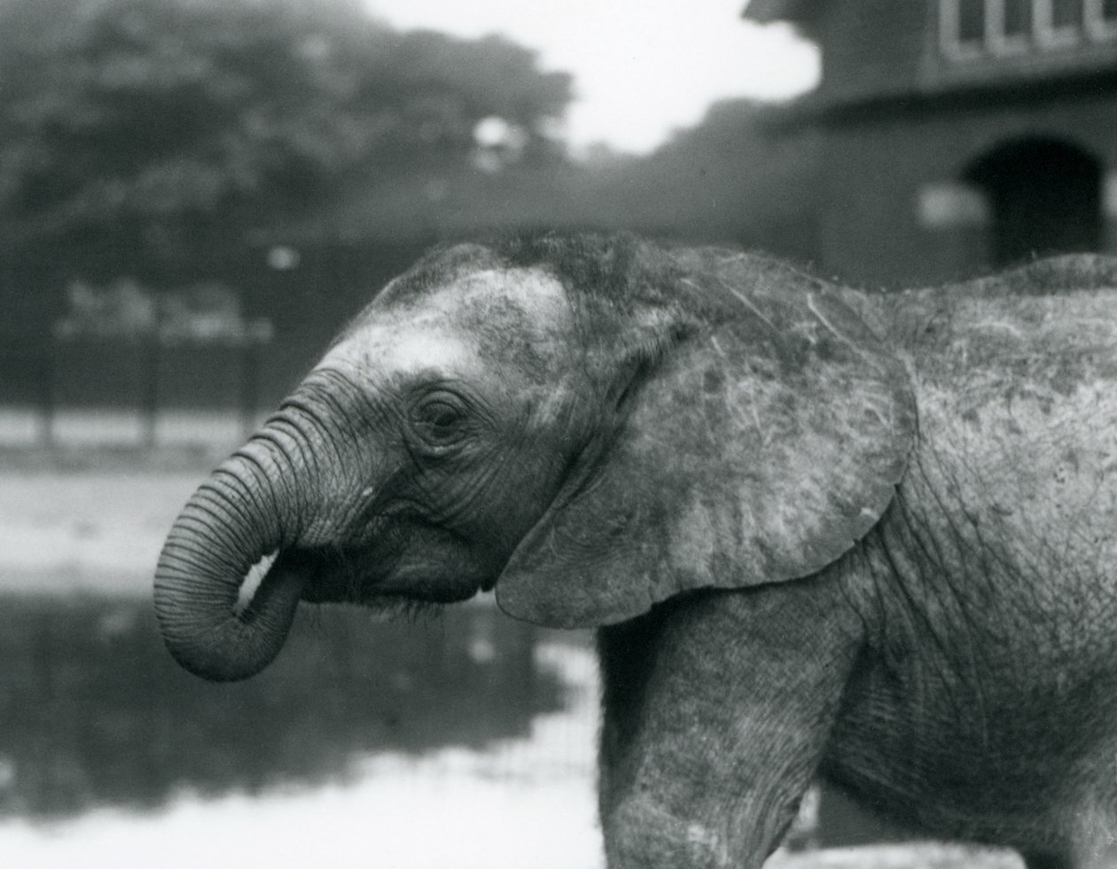 Young African Elephant with the End of Its Trunk in Its Mouth, London ...