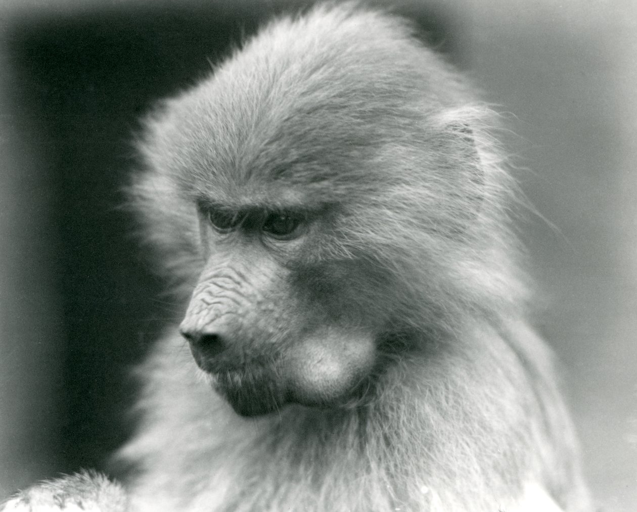 A young Sacred Baboon with its cheek pouch full, London Zoo, 1925