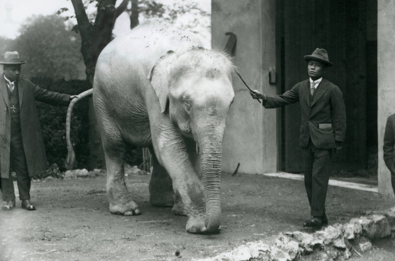 Albino White Burmese Elephant Pawah with attendants including Dr. Saw ...