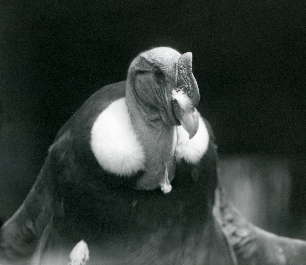 An Andean Condor at London Zoo in 1926