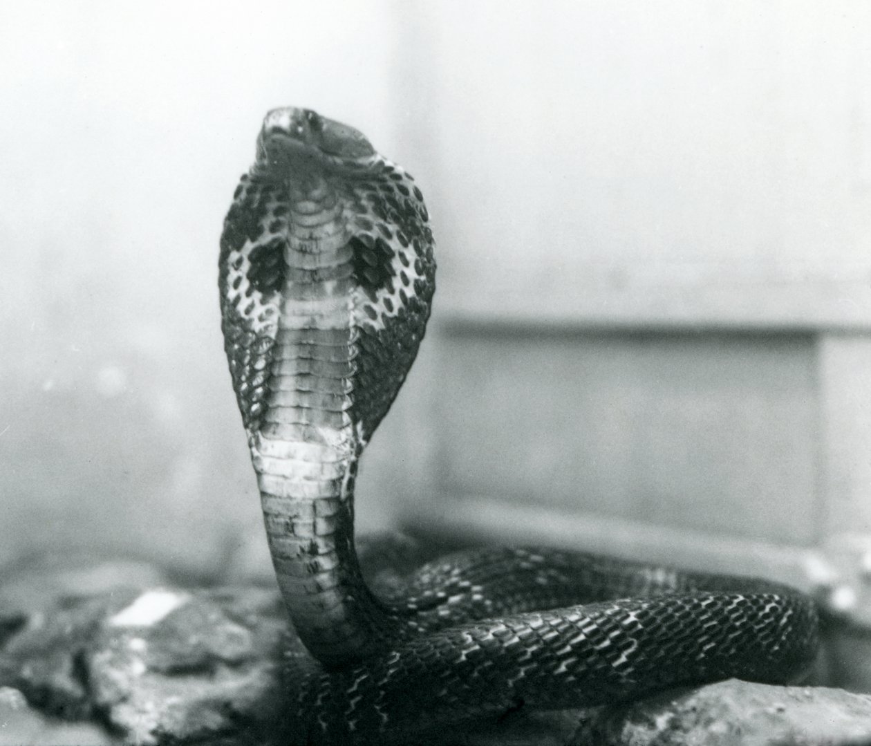 Indian Spectacled Asian Binocellate Cobra with Raised Head and Flared ...
