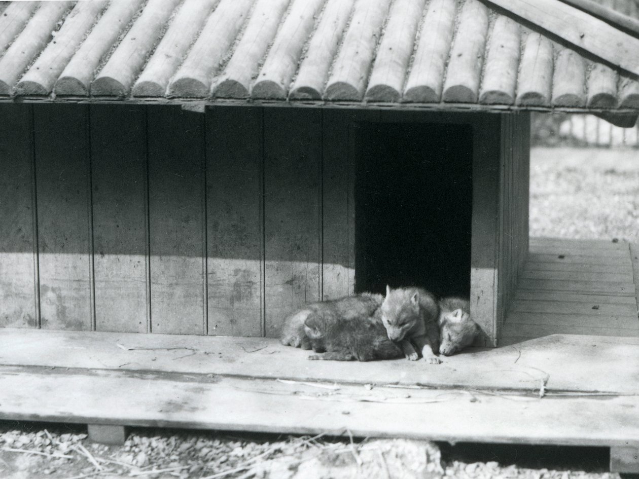 Four Coyote pups resting in the entrance of their den, London Zoo
