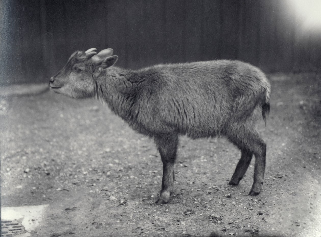 Himalayan Goral at London Zoo by Frederick William Bond