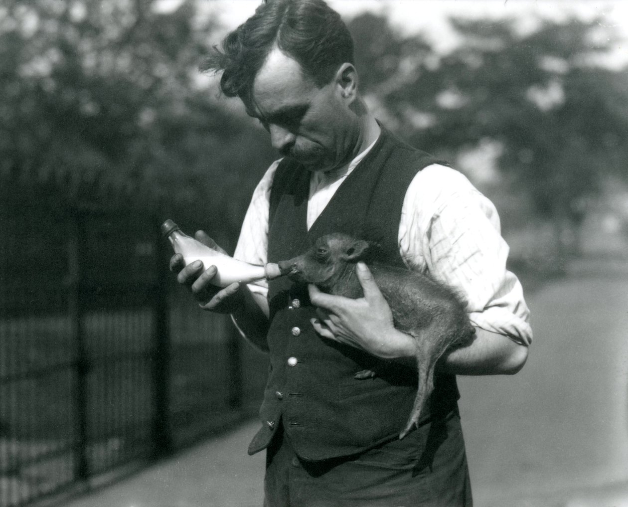 Keeper Harry Warwick Bottle Feeds a Baby Warthog at London Zoo, in ...