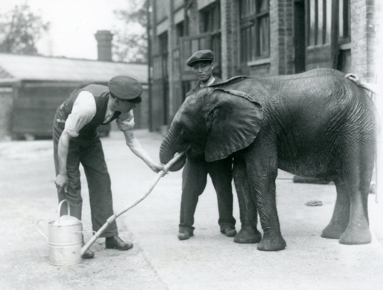 Keepers helping young male African Elephant Kiberenge to drink from a ...