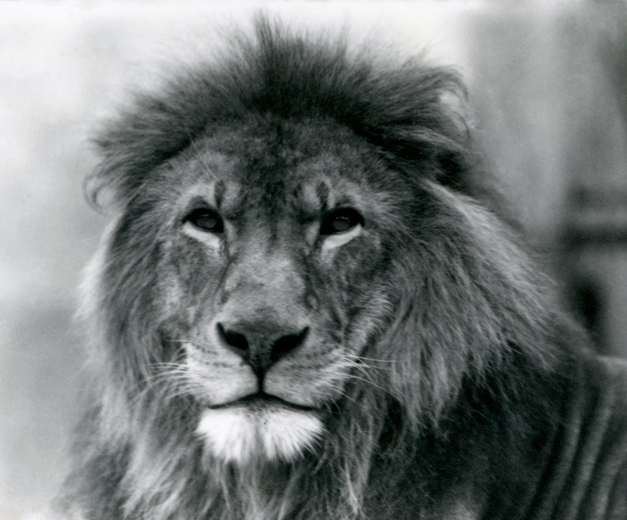 Male Lion 'Kuja' at London Zoo in January 1925