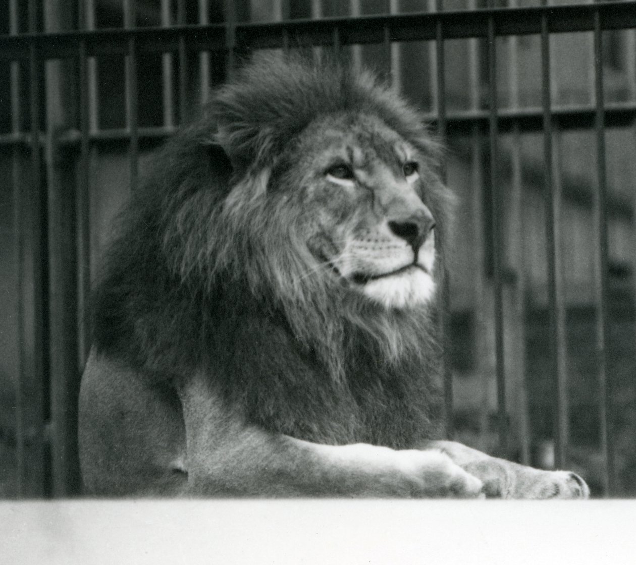 Male Lion Kuja lying down in his enclosure at London Zoo in January 1925