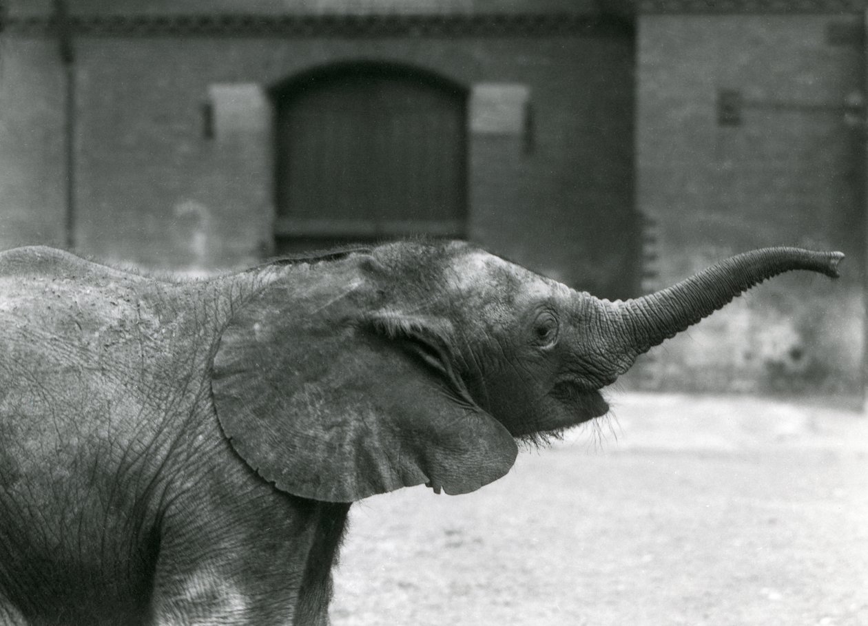 Young female African Pygmy Elephant Oojah raising her trunk for a treat ...