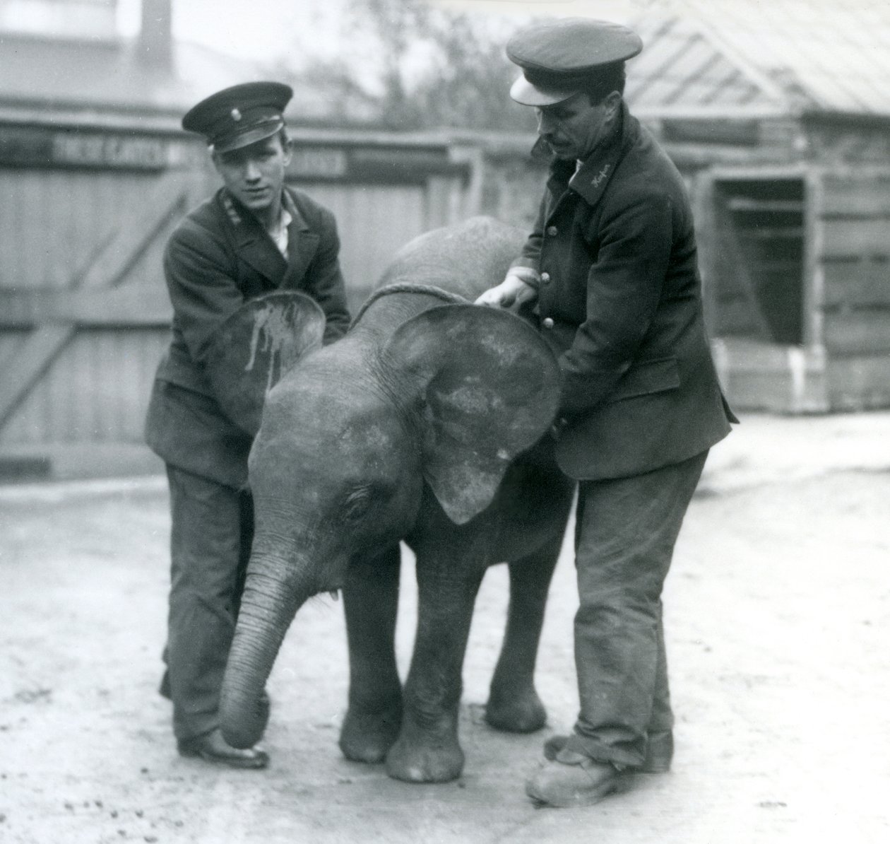 Pygmy Elephant