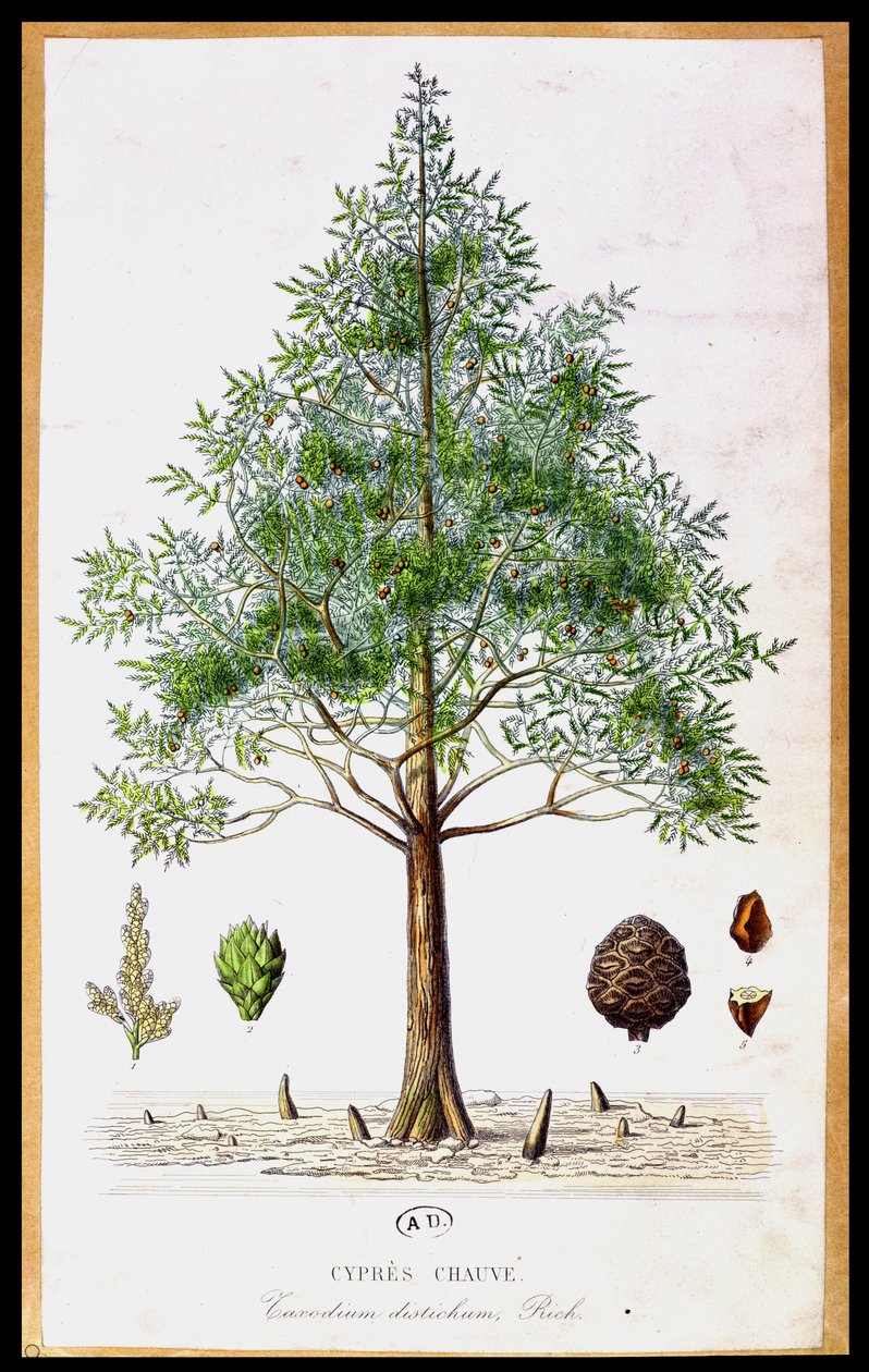Bald Cypress Tree by French School: Buy fine art print