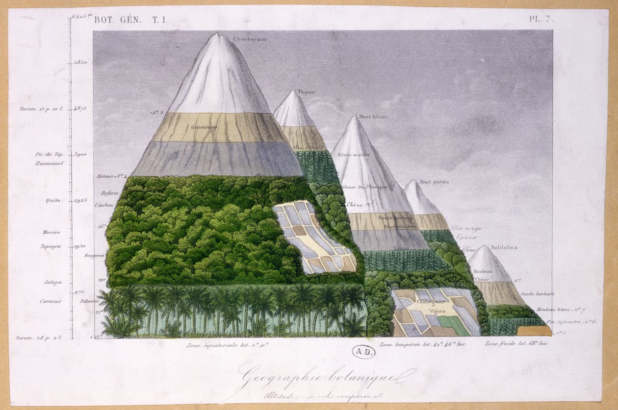 Illustration of the differing types of vegetation at different altitudes
