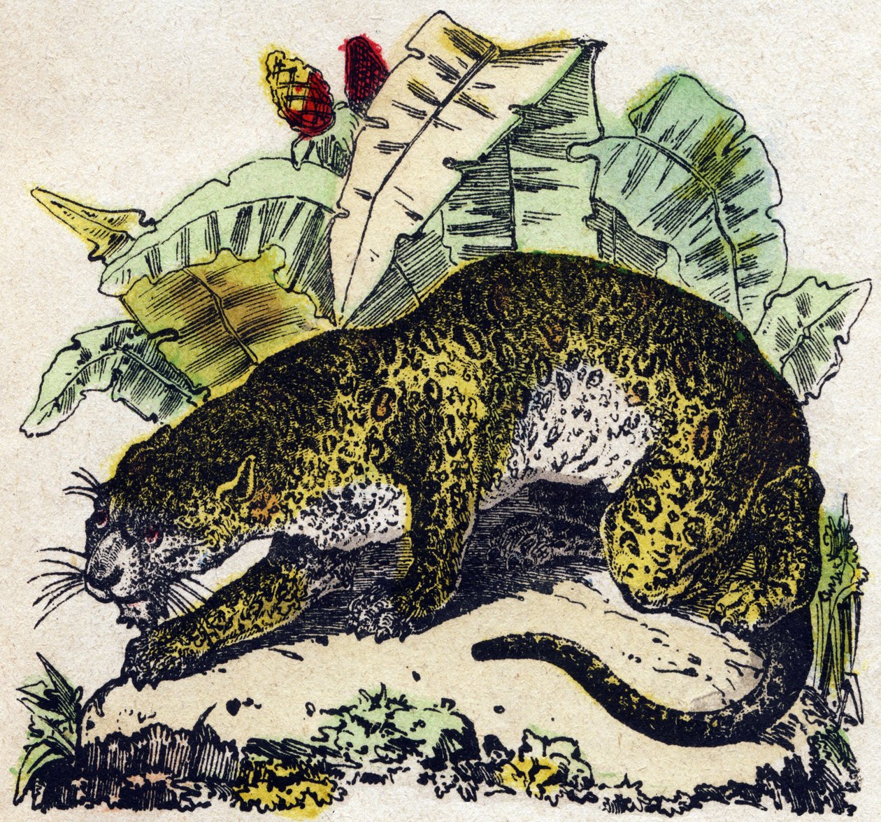 Jaguar. Engraving in 'Alphabet des Animaux Sauvages'. 9th Series ...
