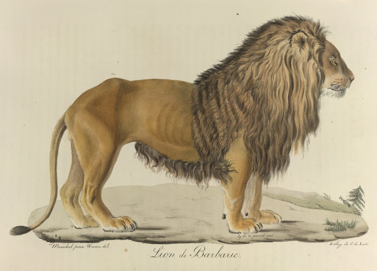 Barbary Lion, from Histoire Naturelle des Mammifères