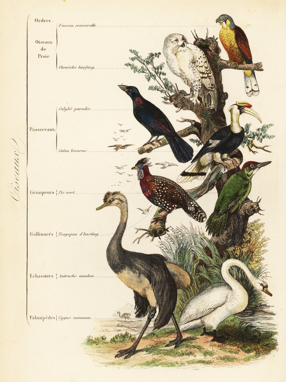 Orders of Birds by French School: Buy fine art print