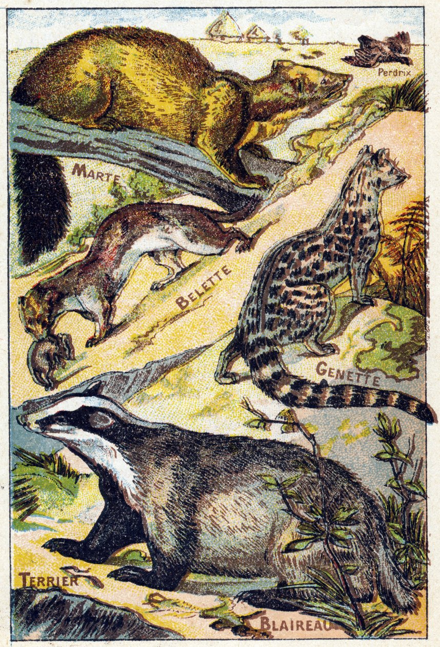 Plate 1: Partridge, Marten, Weasel, Genet, Badger, Terrier (Engraving ...