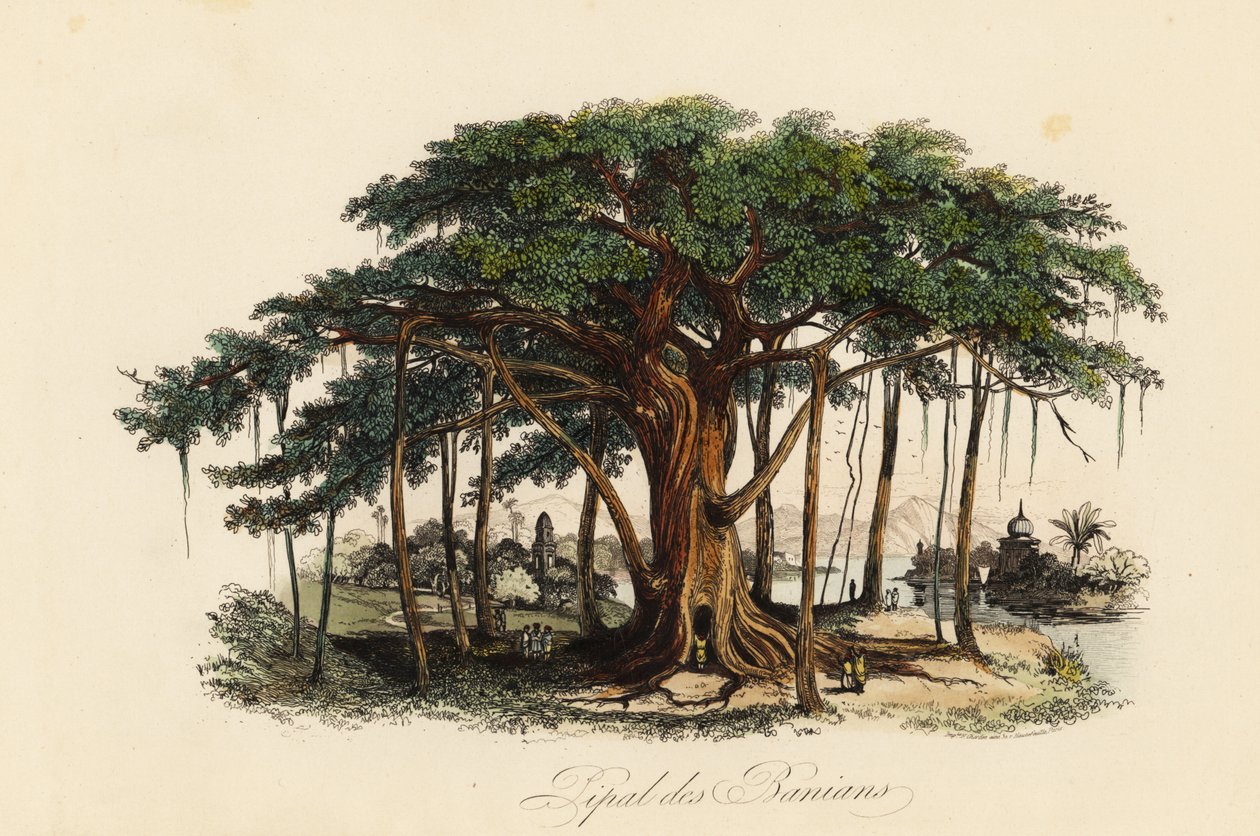 Peepal Tree Drawing Favorite Climbing Tree | Banyan Tree, Tree Art,