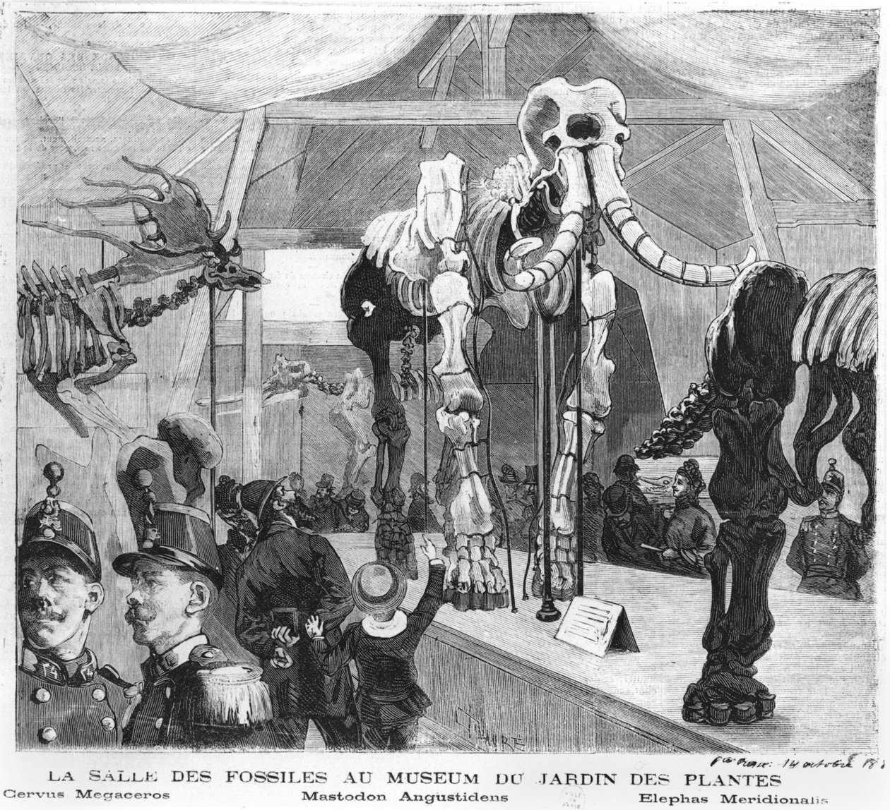 The fossil room at the Museum of Natural History in Paris, c.1880