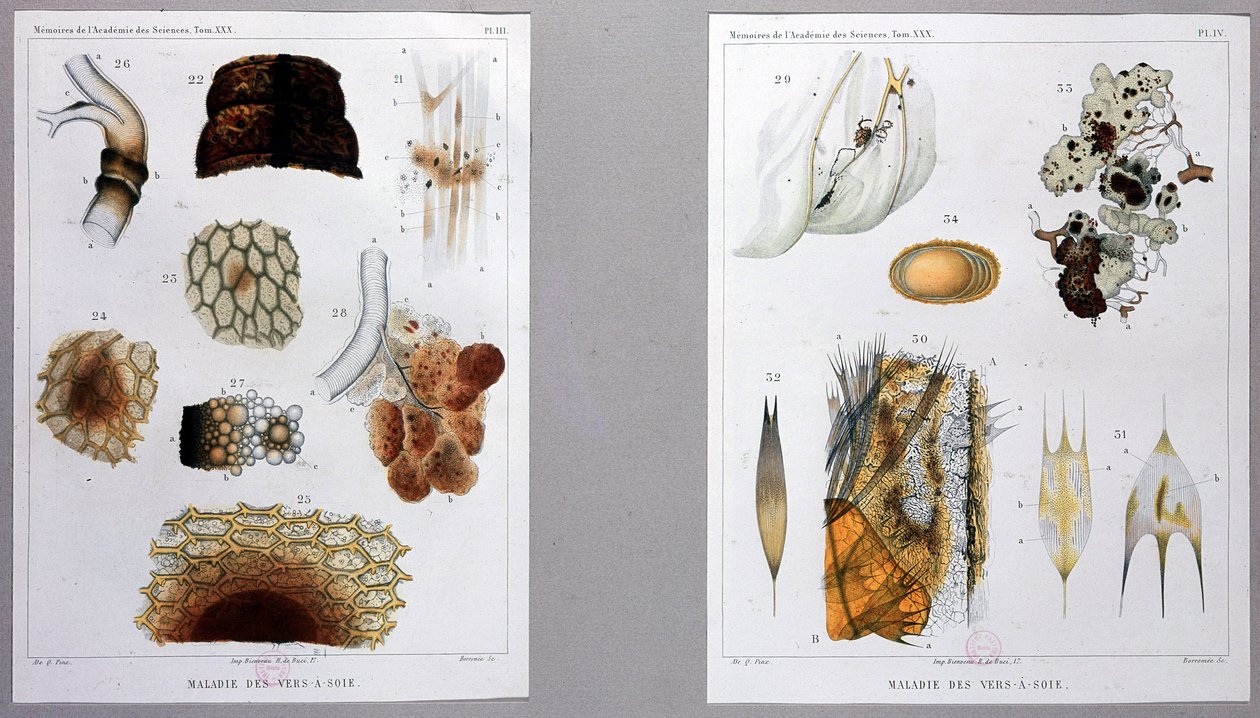 Work on Silkworm Disease Presented by Pasteur at the Academy of Sciences